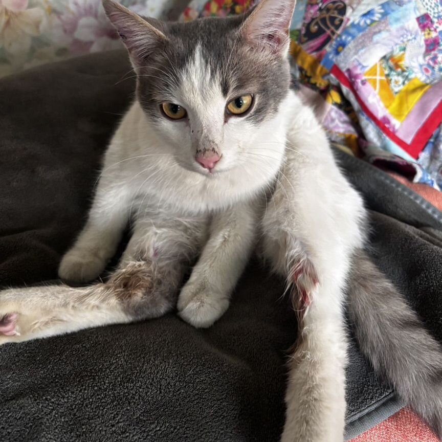 Котёнок в добрые руки