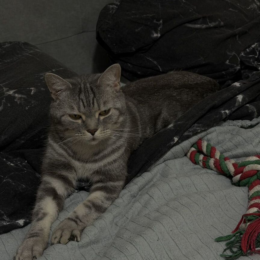 Шотландский прямоухий длинношёрстный, взрослый кот