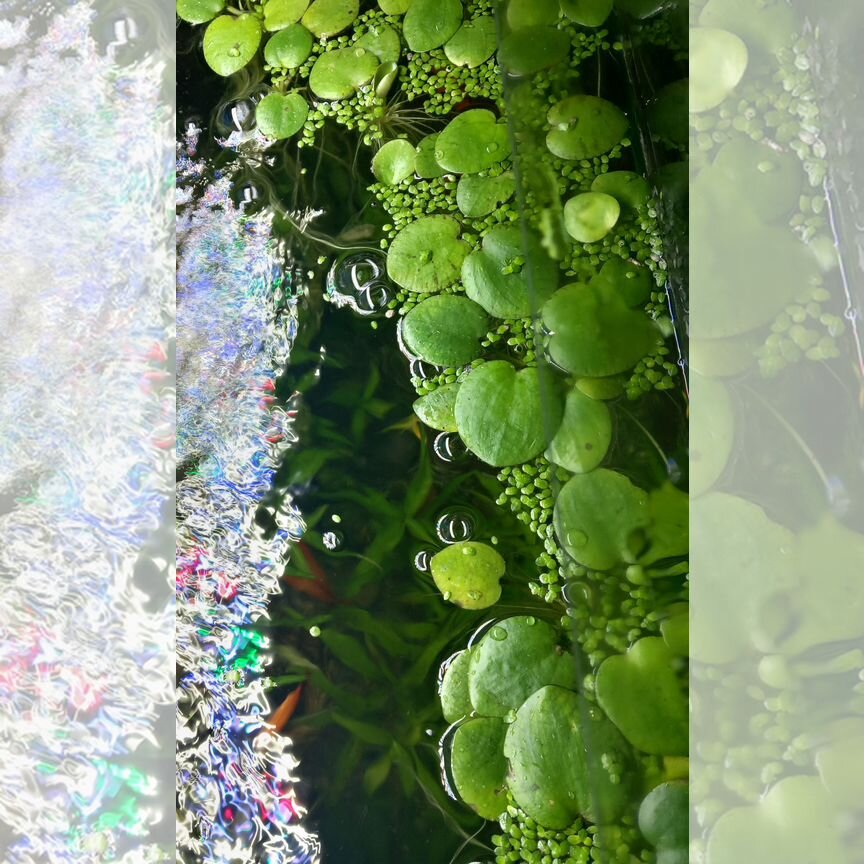 Растения для аквариума набор