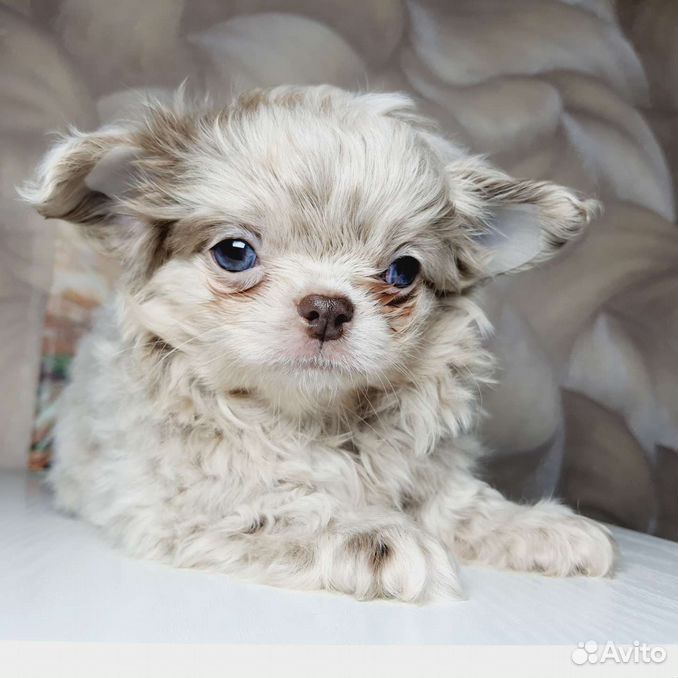 Плюшевое счастье