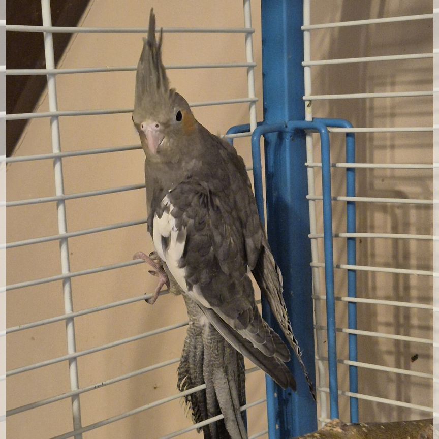 Попугай корелла