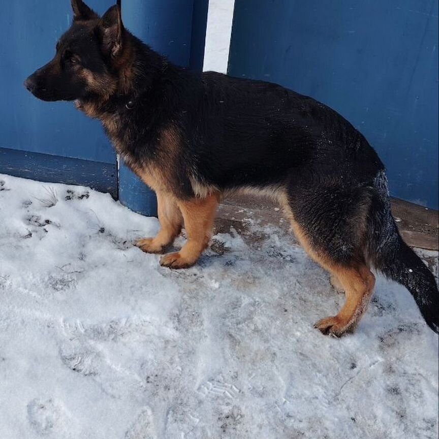 Немецкая овчарка