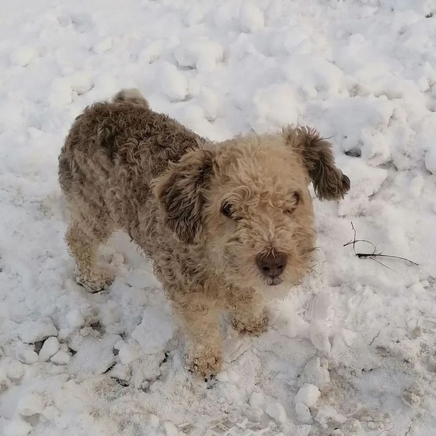 Щенок в добрые руки