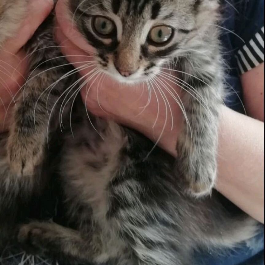 Кошки