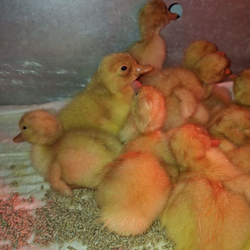 Утята бройлерные,гусята