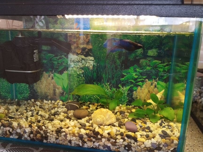 Готовый аквариум