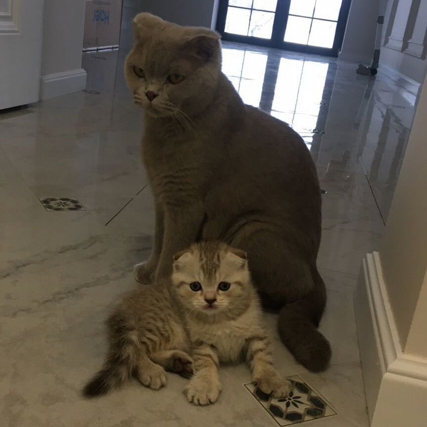 Шотландский вислоухий короткошёрстный котёнок