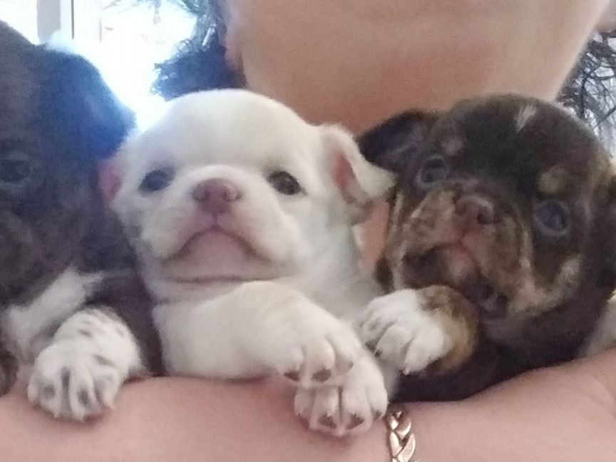 Малыши карандаши