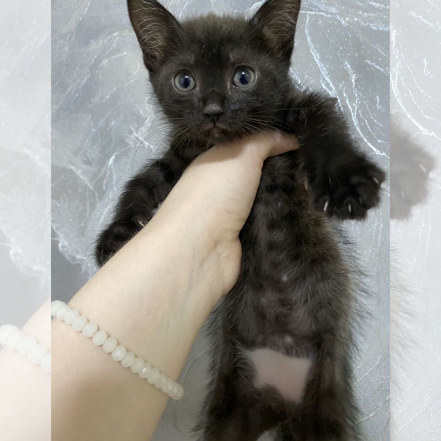 Сиамский котёнок