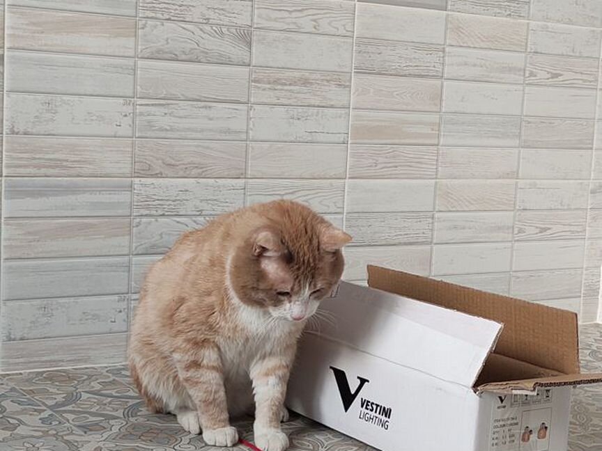 Кот-бобьейл ищет хозяина