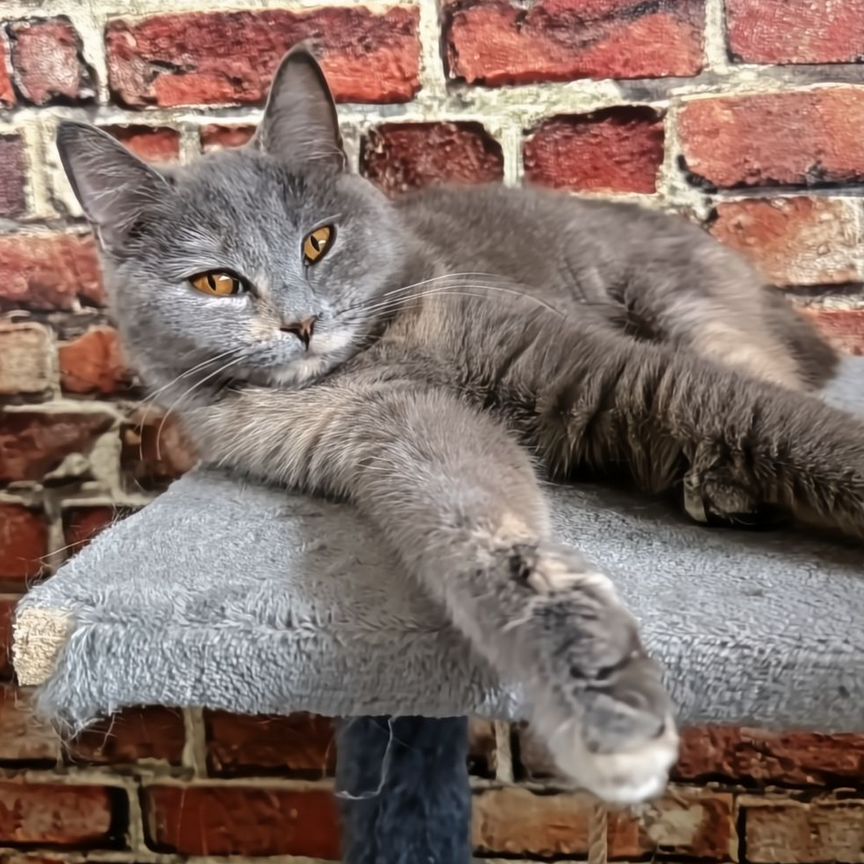 Британский короткошёрстный котёнок