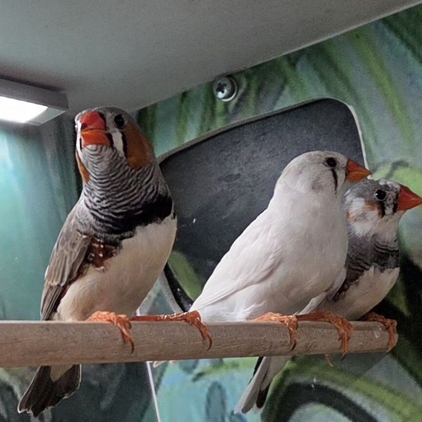 Амадины зебровые