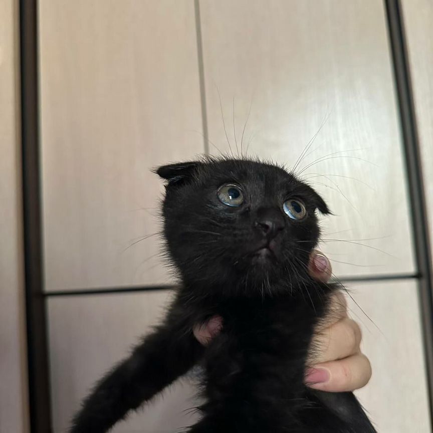 Котик с британскими ушками