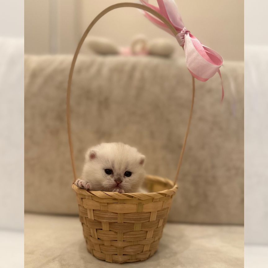 Котята серебристая и золотая шиншилла британцы