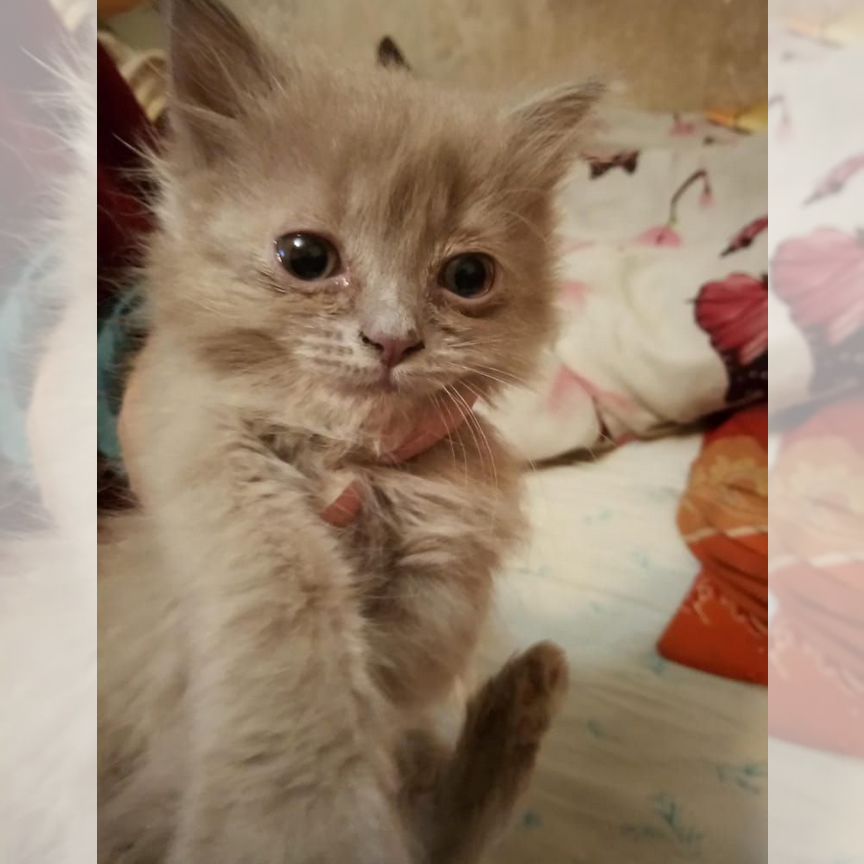 Котята (британские и шотландские) отдам в добрые р