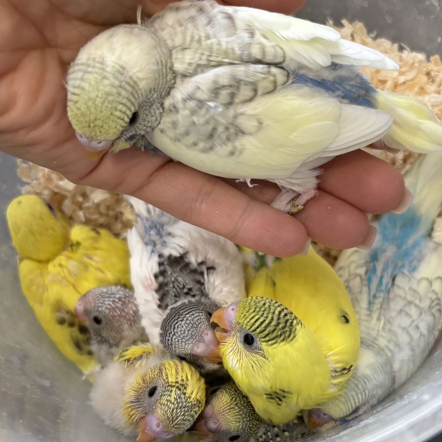 Волнистый попугай. Птенцы из гнезда