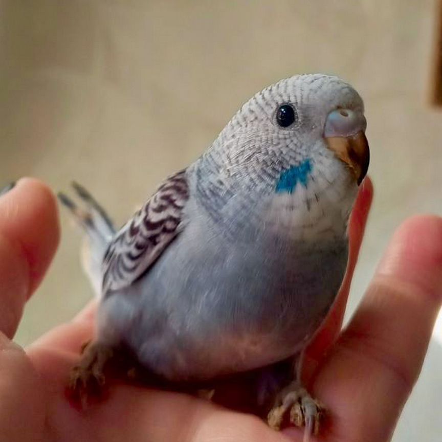 Волнистый попугай (самочка)