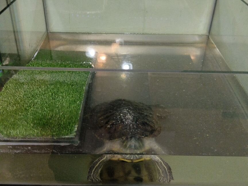 Морская красна ухая черепаха