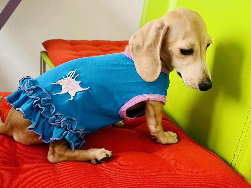 Одежда для маленькой собачки или кошечки