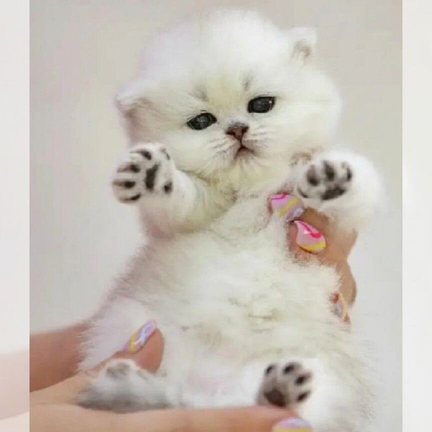 Шотландские куколки котята беби-фейс