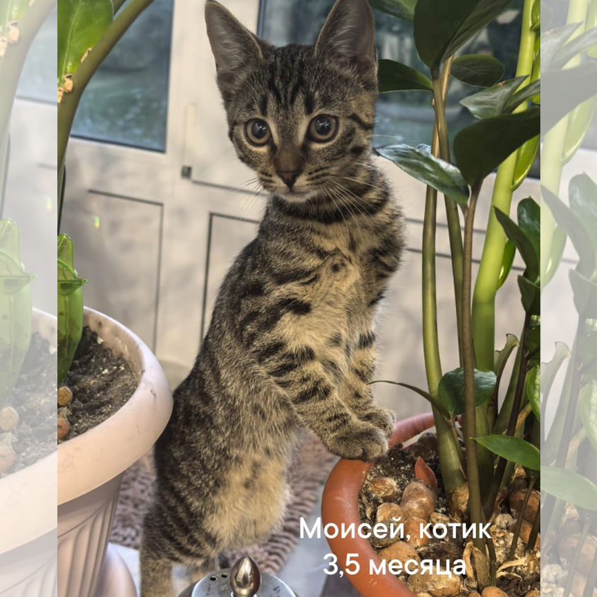 Котёнок в добрые руки