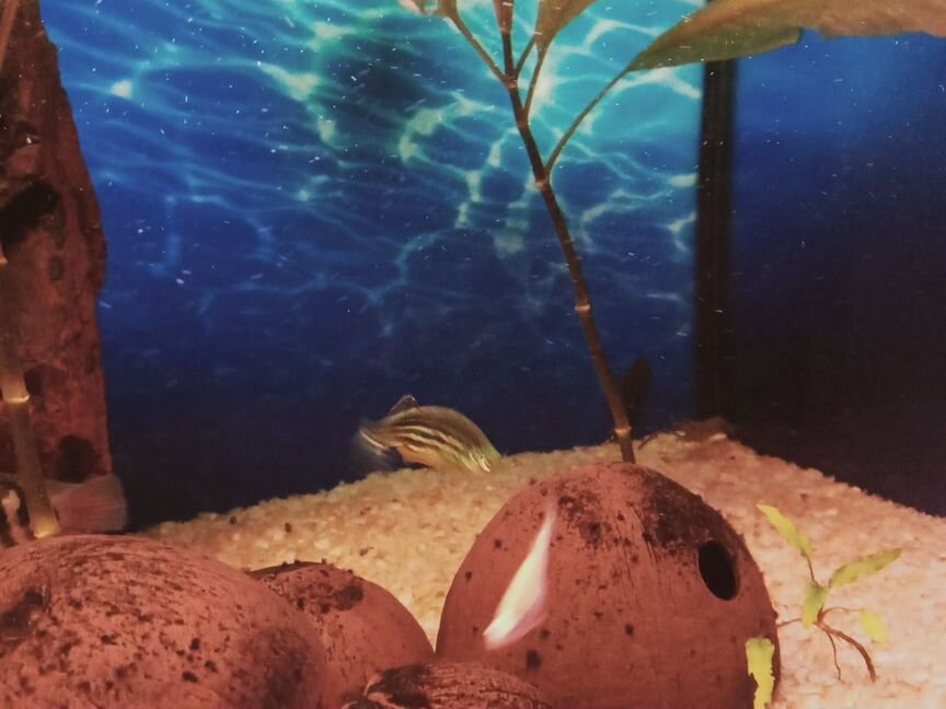 Аквариумные рыбки