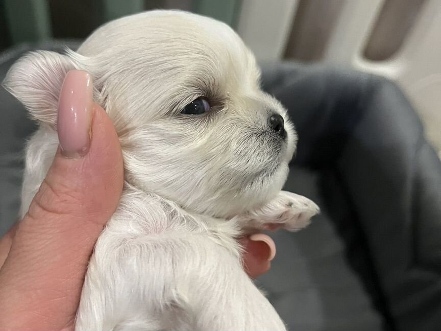 Мальтезе -корея