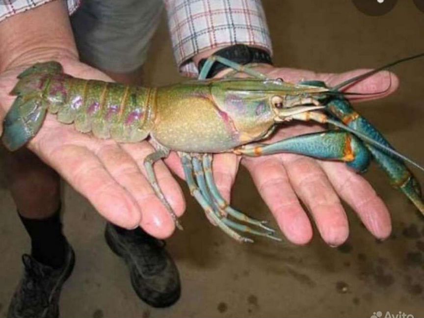 Узв для Разведения австралийского рака