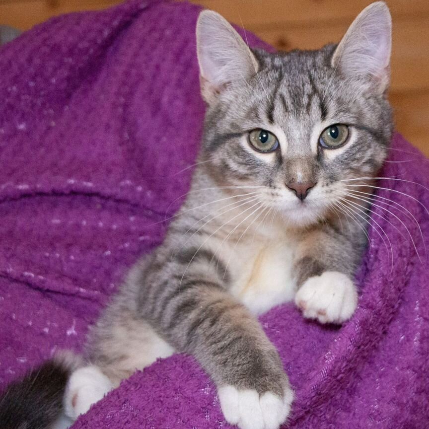 Котёнок в добрые руки