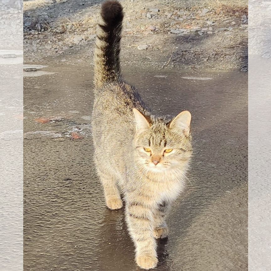 Молодая кошечка мышеловка