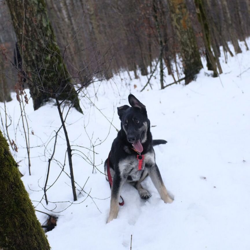 Щенок от куратора,6 месяцев