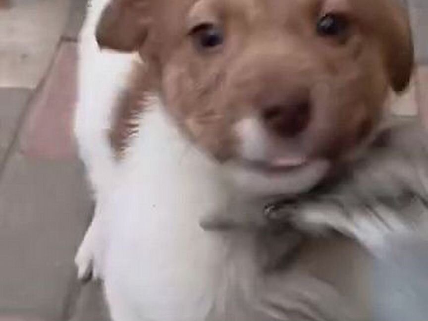 Щеночки в добрые руки