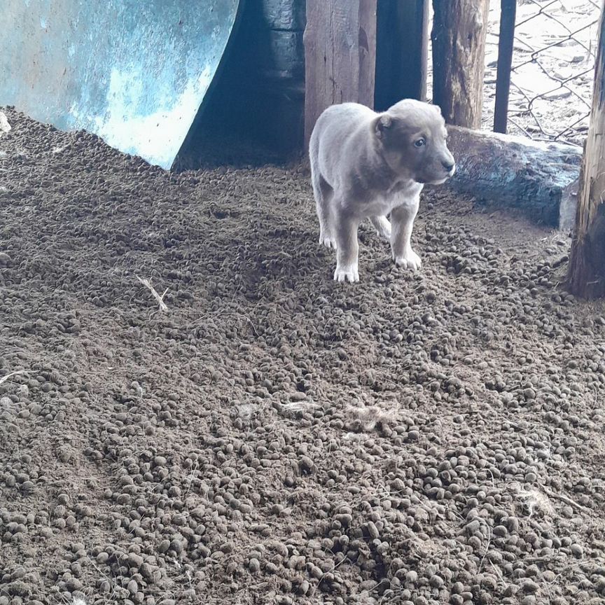 Щенки кавказского волкодава