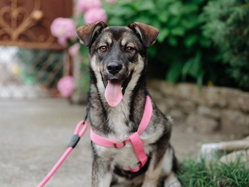 Спокойная ласковая Рози собака в добрые руки