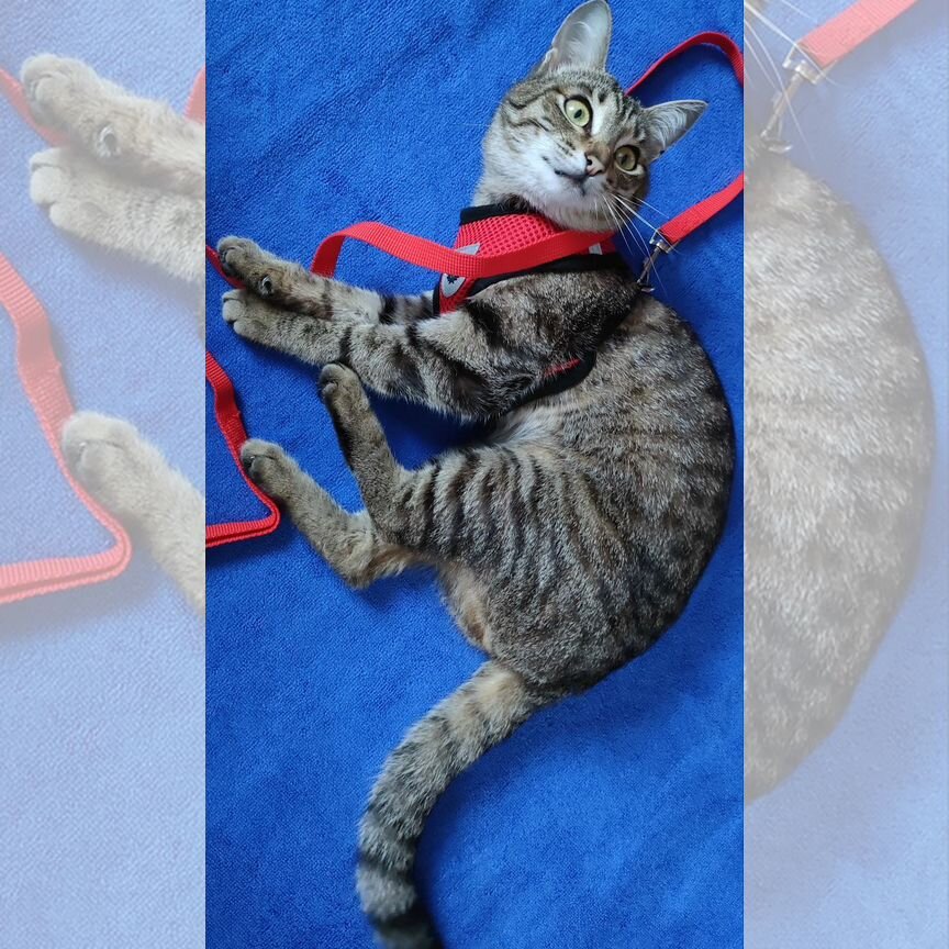 Азиатская табби котёнок