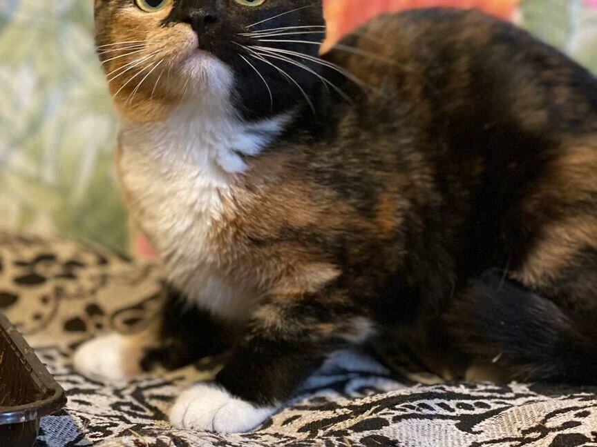 Малышке не выжить зимой в садоводстве