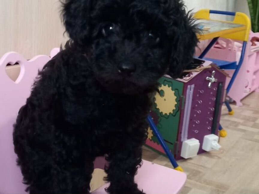 Щенок той пудель