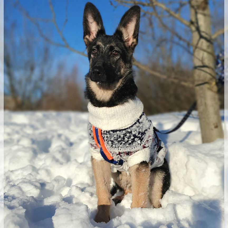 Восточноевропейская овчарка, щенок из приюта