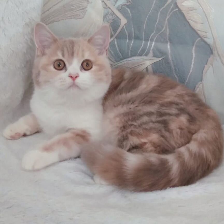 Котёнок шотландский