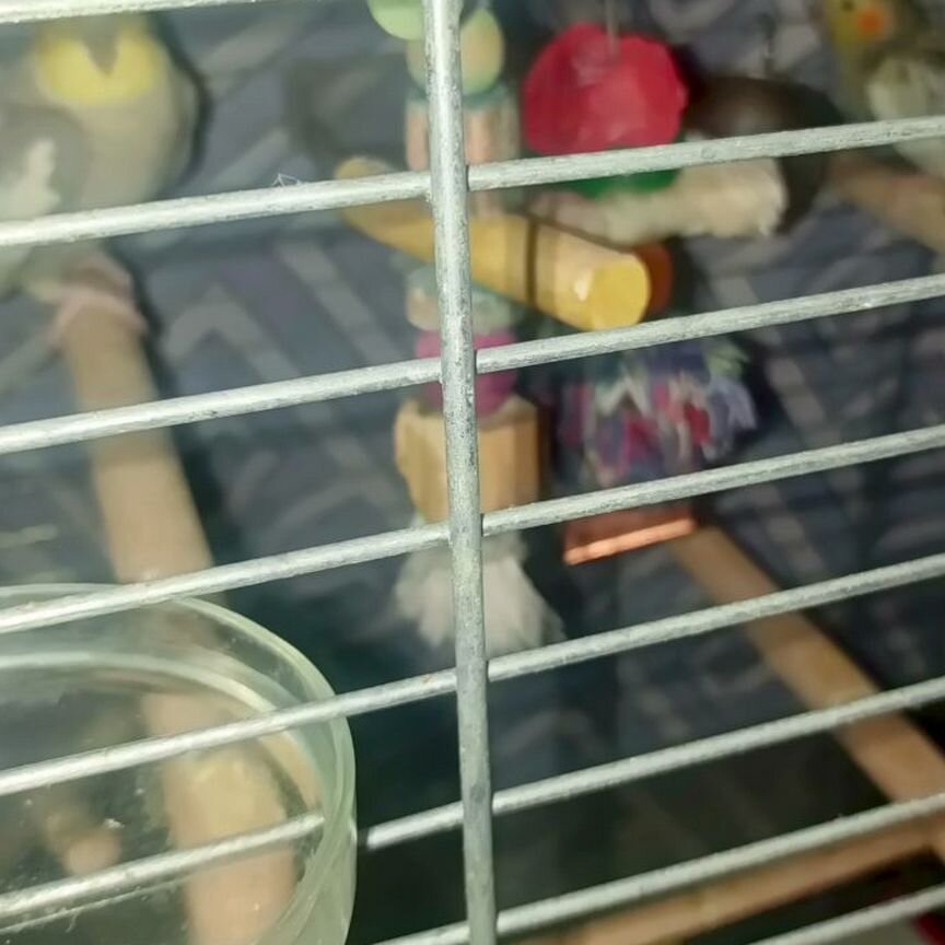 Попугай корелла с клеткой