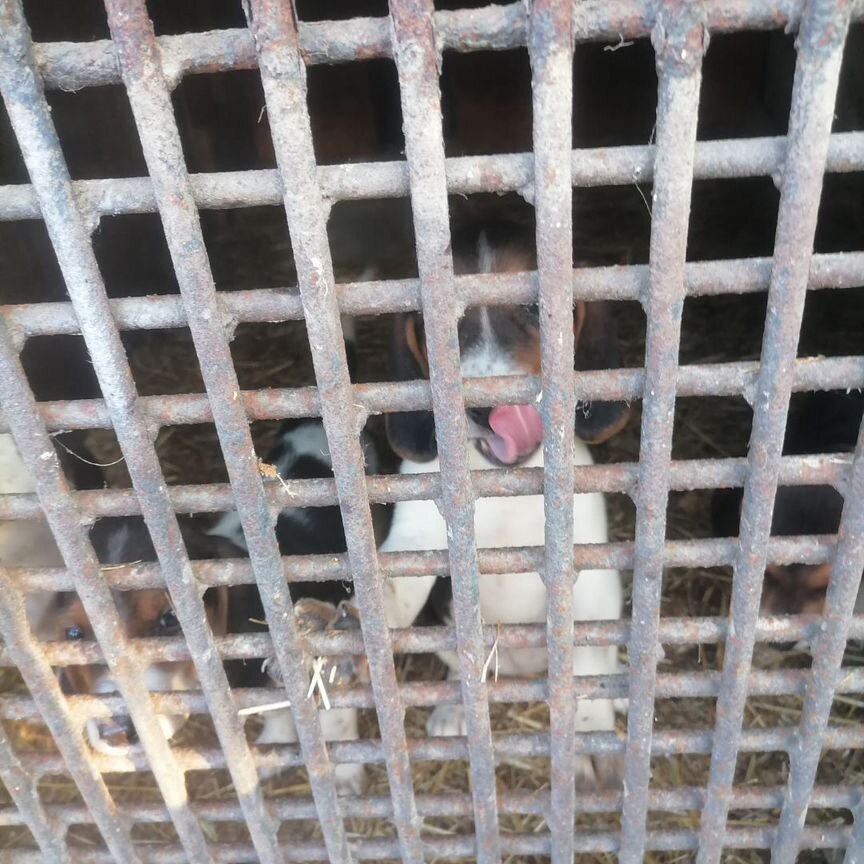 Продам щенков породы Эстонская гончая