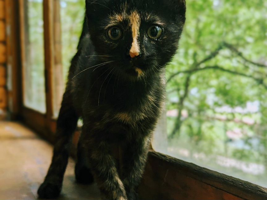 Котенок девочка трехцветная