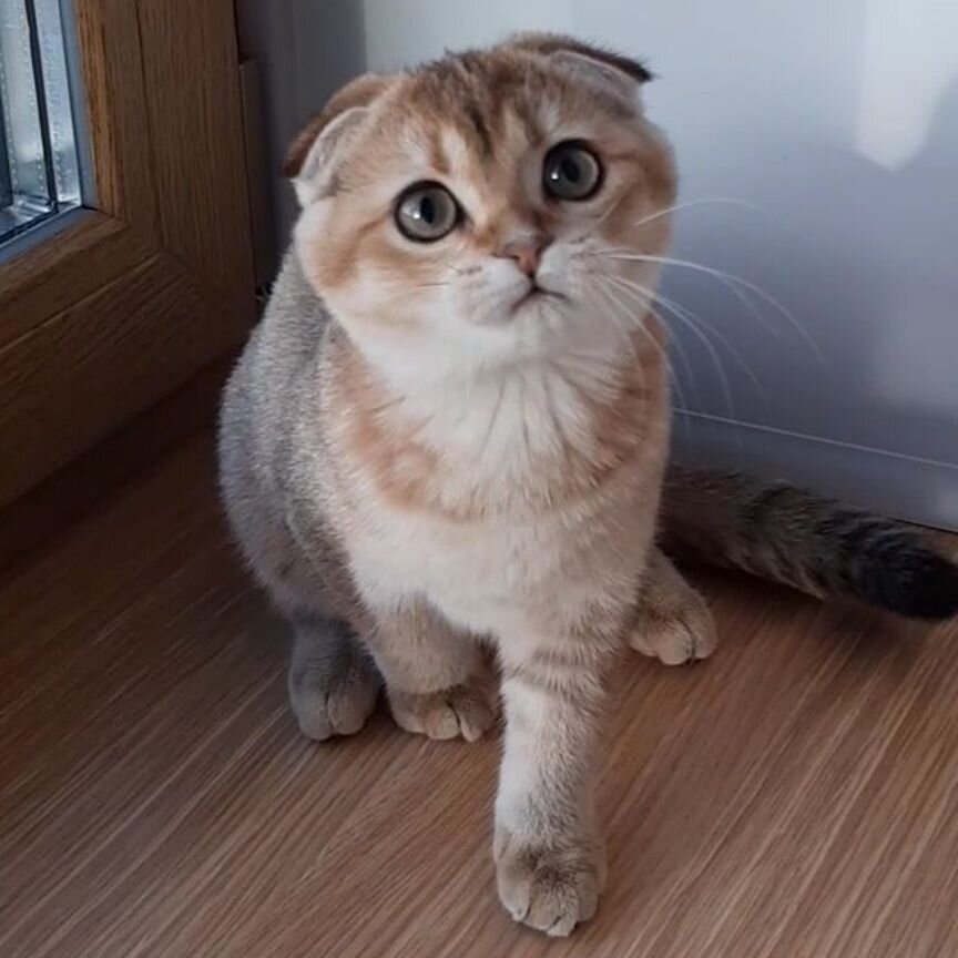 Шотландские золотые шиншиллы котята