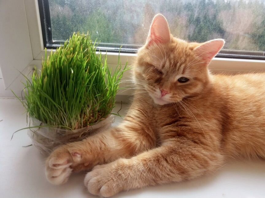 Рыжая кошка