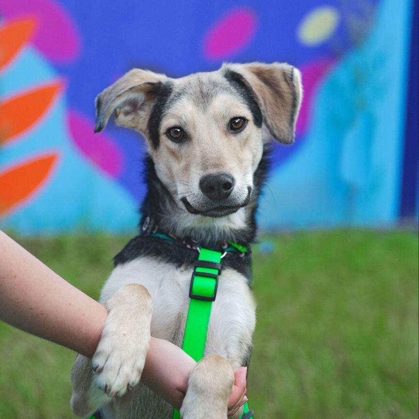 Собака из приюта в добрые руки