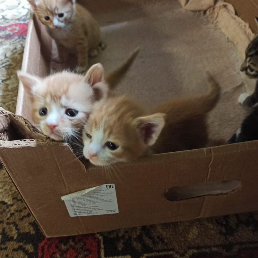 Котята в добрые руки