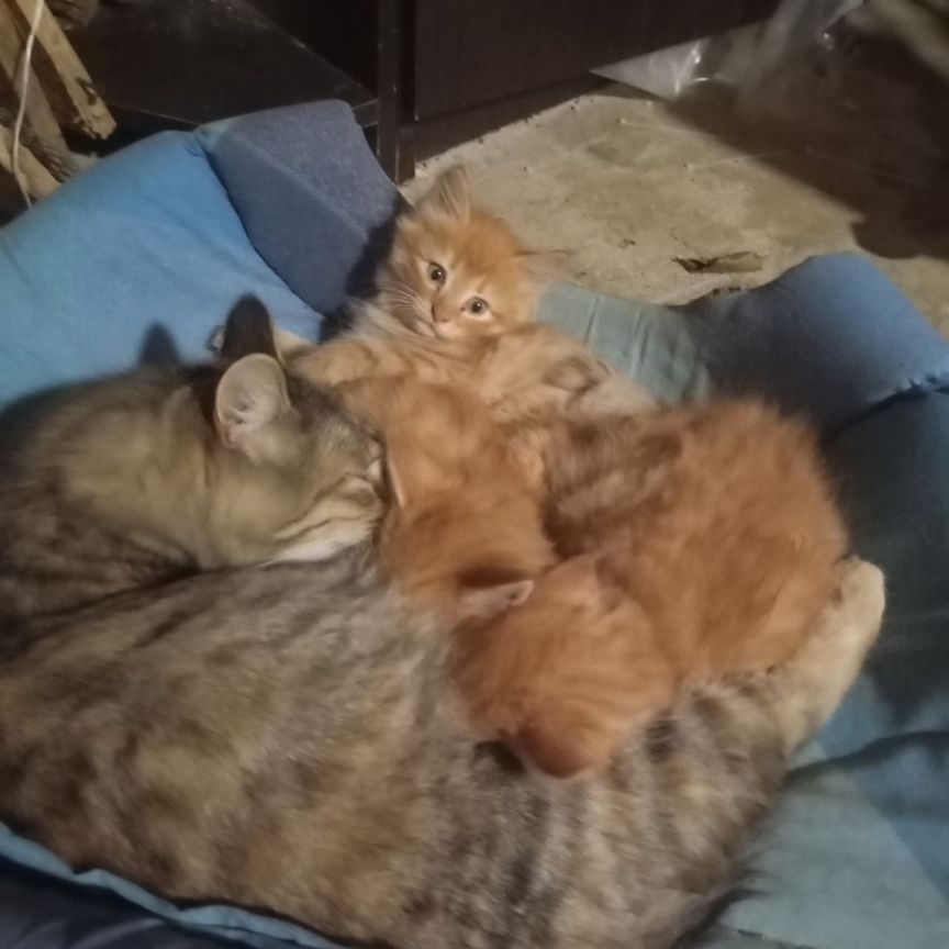 Котята