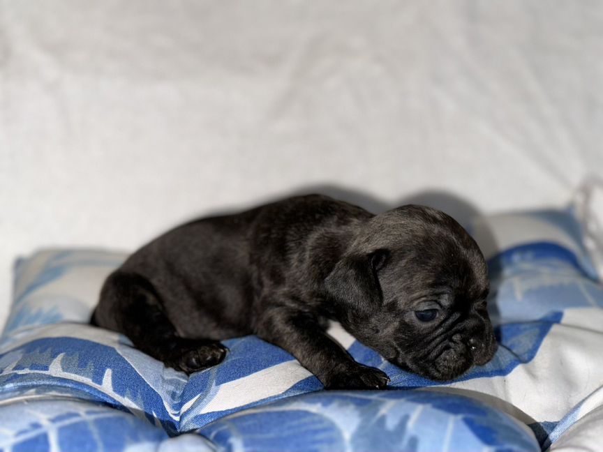 Французский бульдог