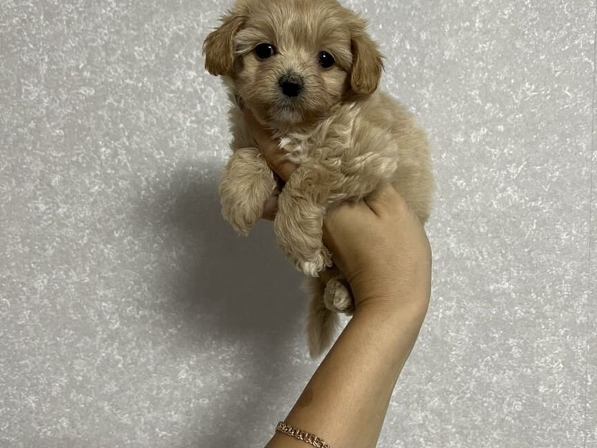 Мальтипу ф1 девочка Корея мини