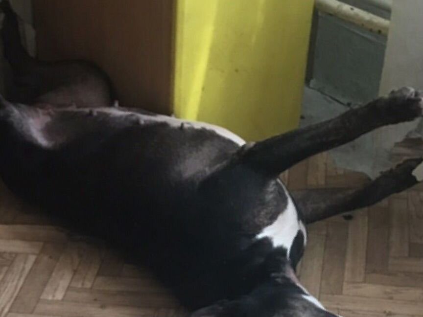 Стандартный бультерьер